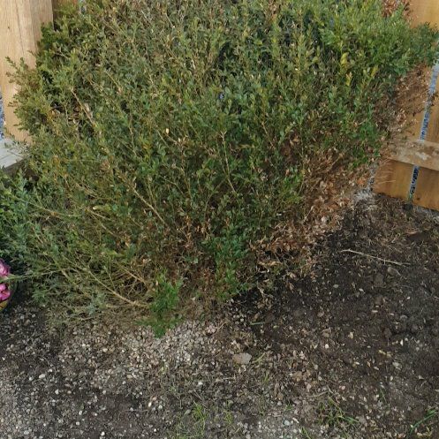 Dwarf Chapparal-Broom Care 101: Water, Light & Growing Tips