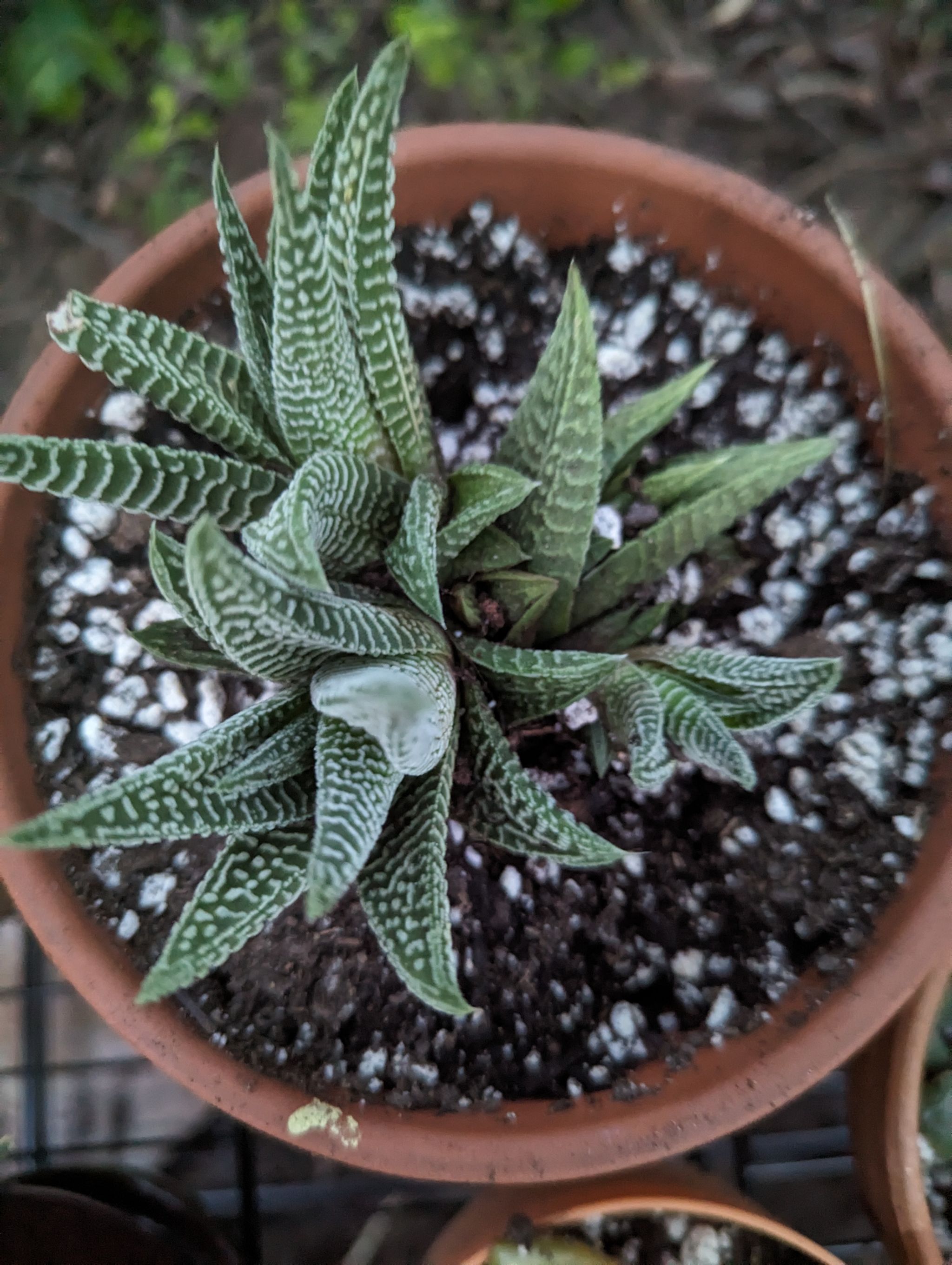 I have this cute plant that has many pups all squished to...