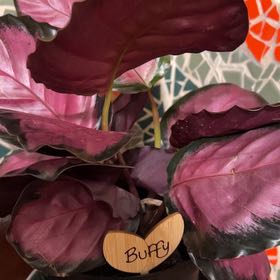 Calathea Pink Star: How Much Water & Light Does it Need to Thrive?