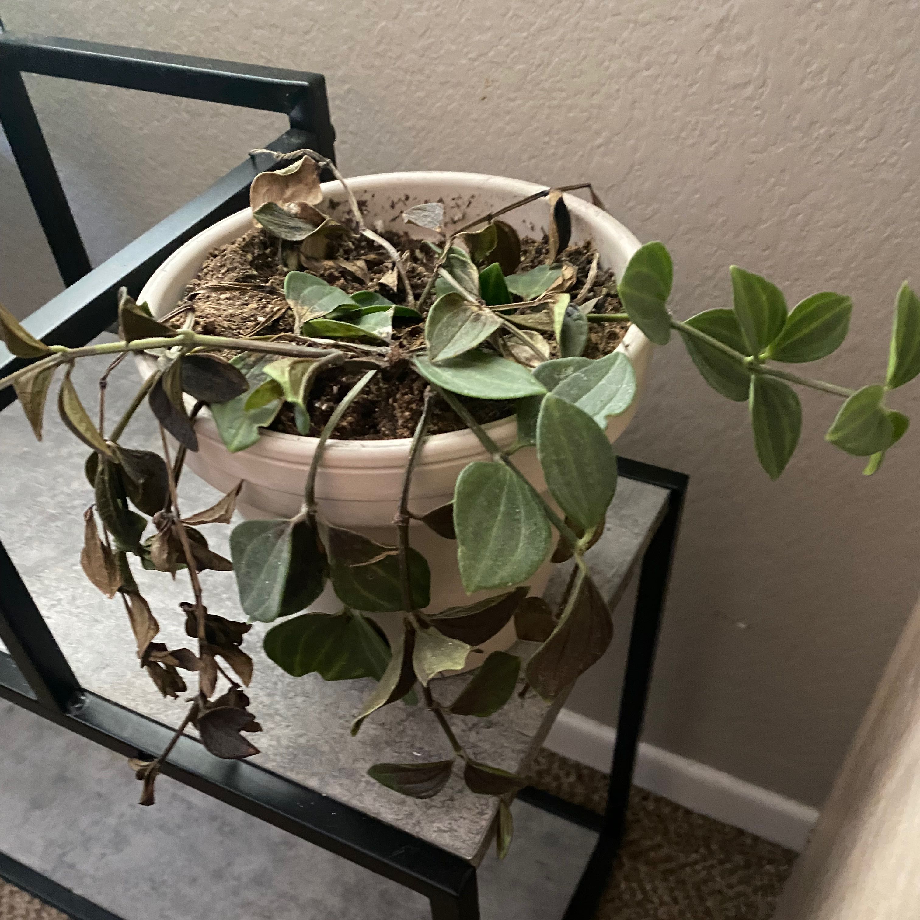 How Can You Tell If A Radiator Plant Is Dying?