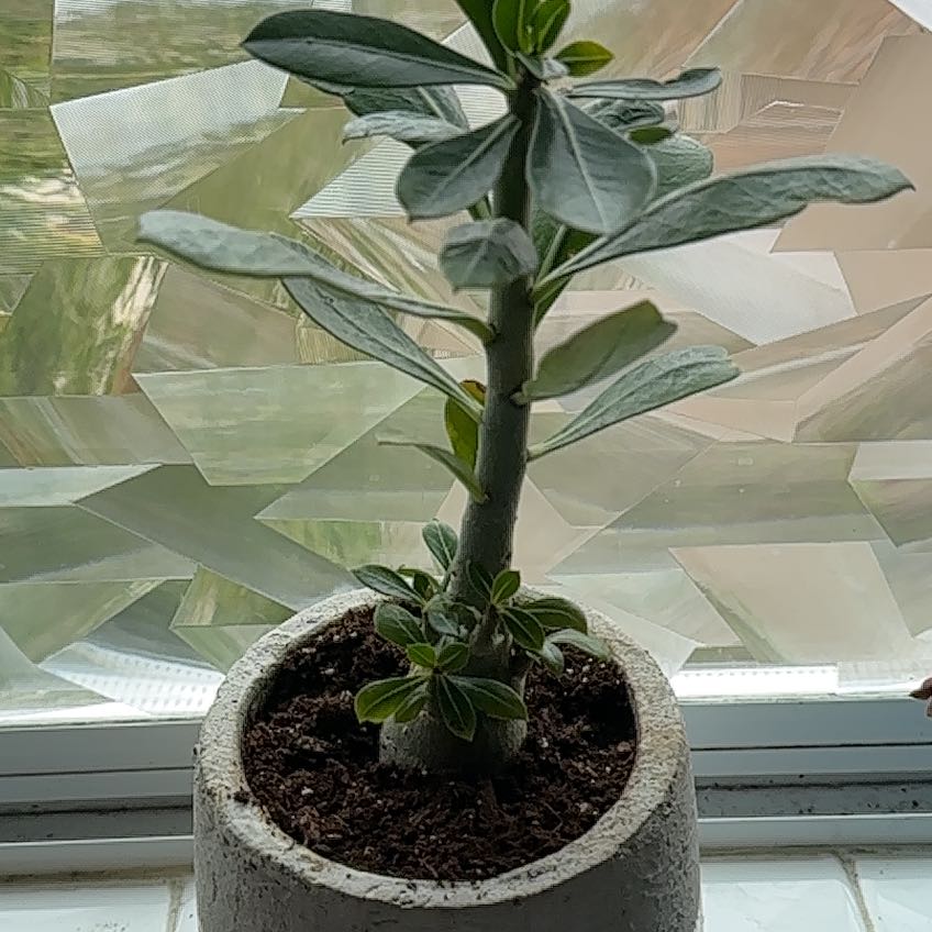 Symbolism And Benefits Of The Desert Rose Plant