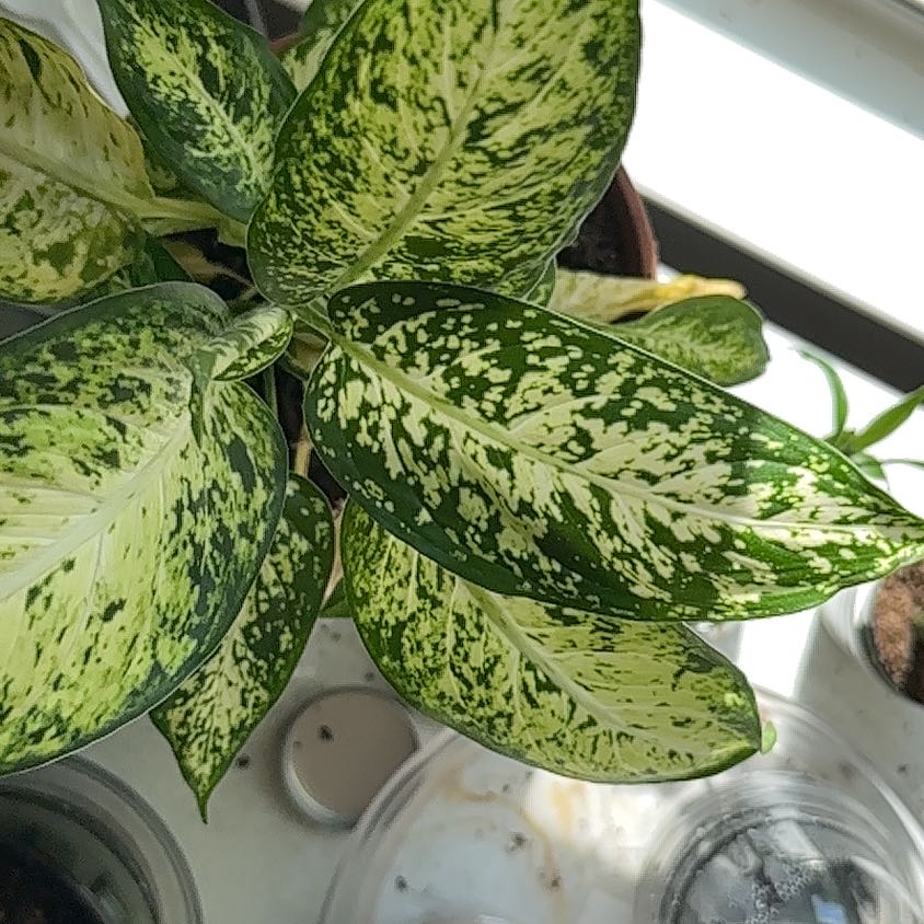 Why Are My Dieffenbachia maculata 'Tiki' Leaves Mushy?