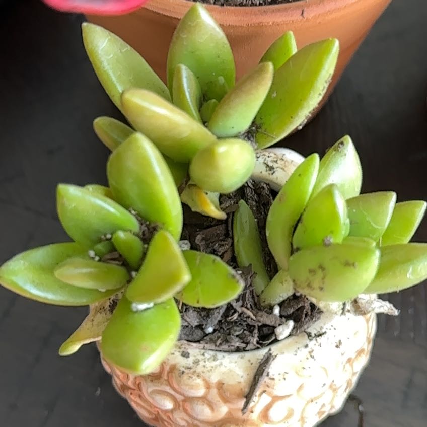 Athena | A plant by @StackedDateplum on Greg