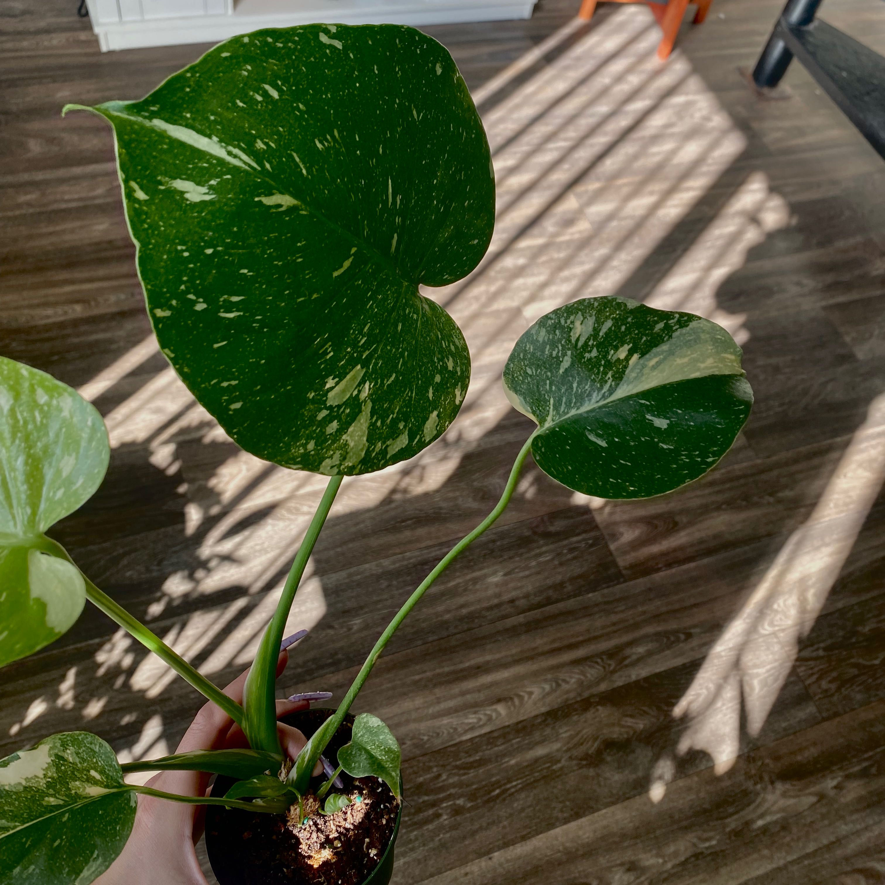 Carrie | A plant by @_bhadt_ on Greg