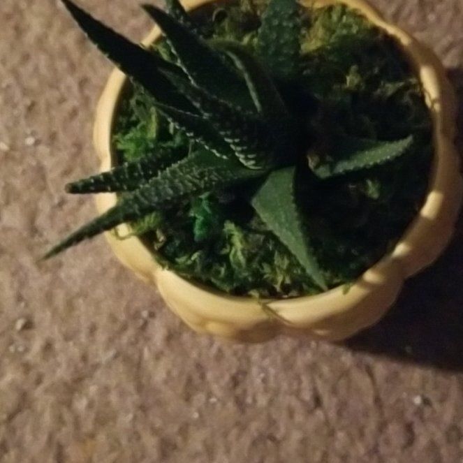 Simon | A plant by @Razz71158 on Greg