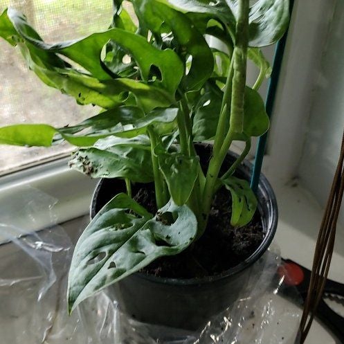 James Dean | A plant by @CasualCatasetum on Greg