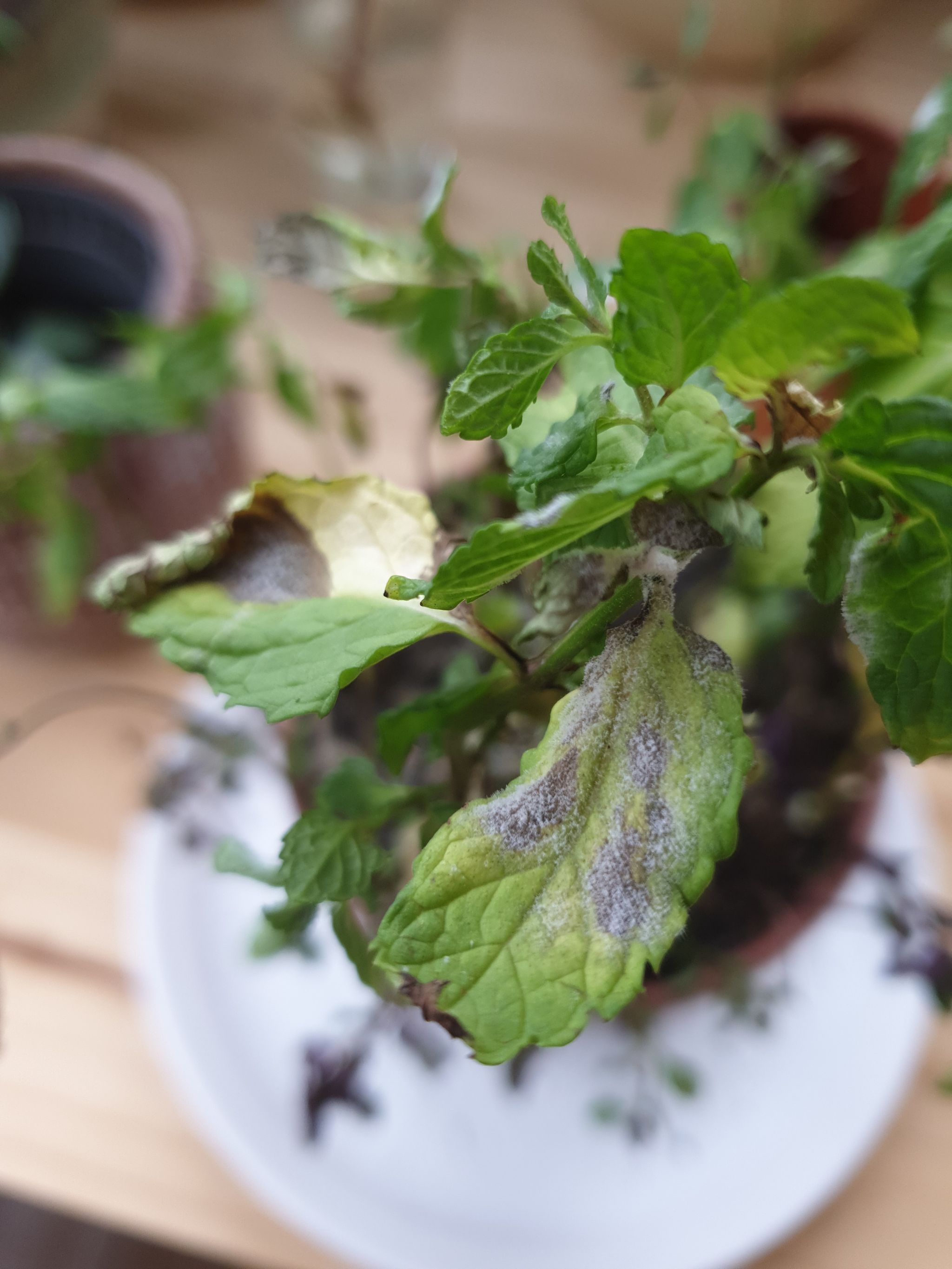What's wrong with my mint? There are these white moldy-lo...