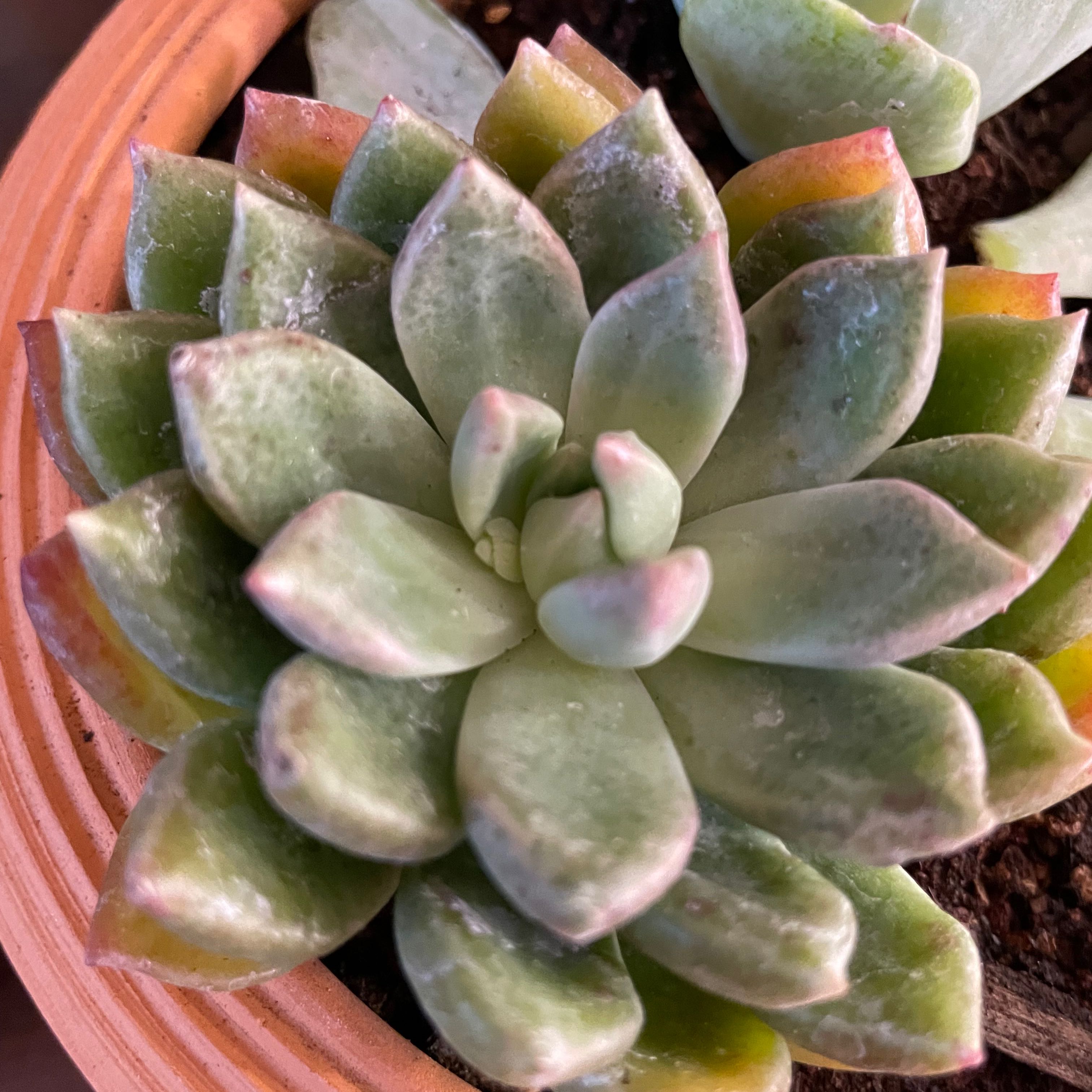 The Complete Echeveria 'Melody' Plant Care Guide: Water, Light & Beyond