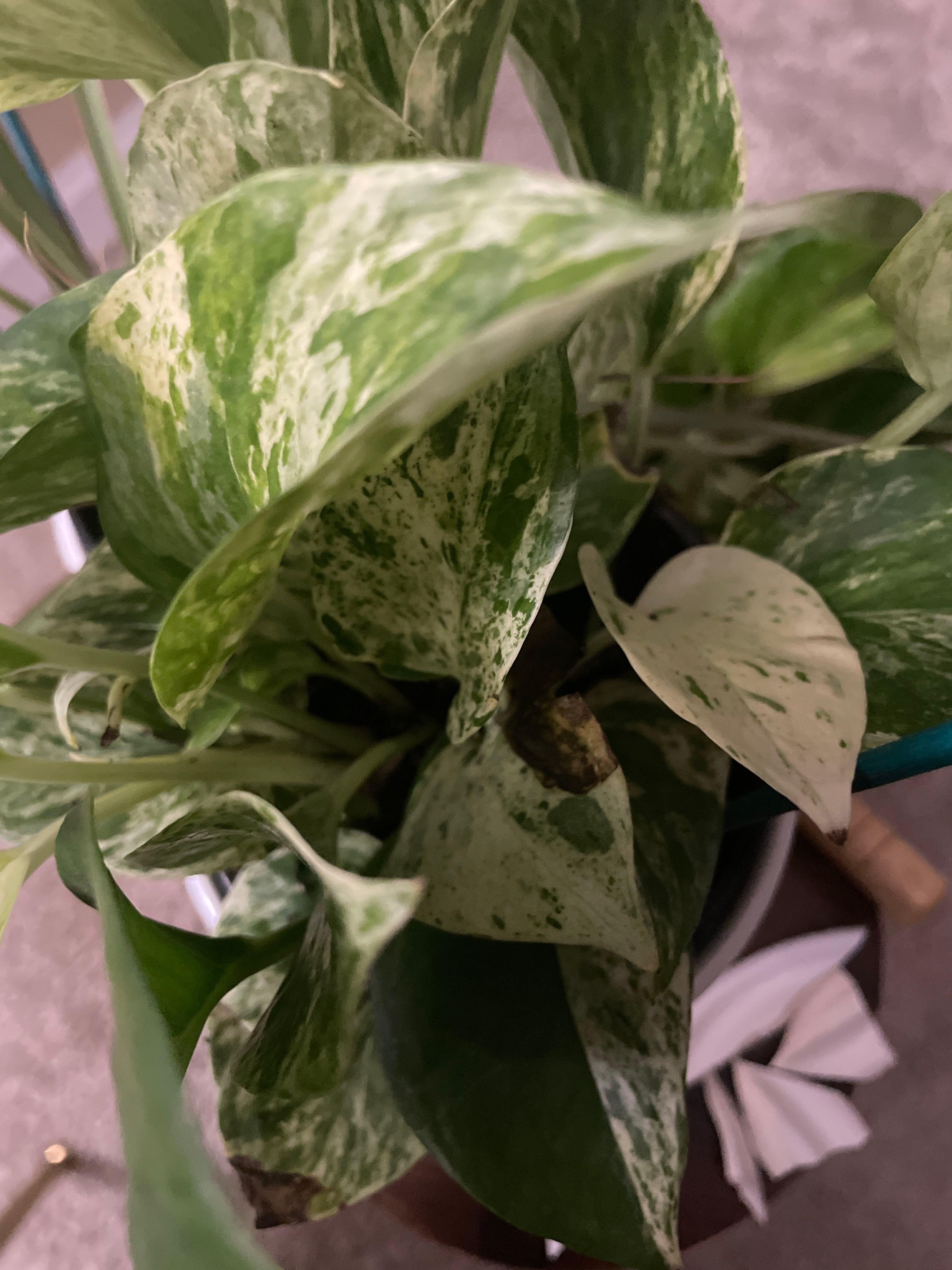Propagating Marble Queen Pothos: The Ultimate Guide