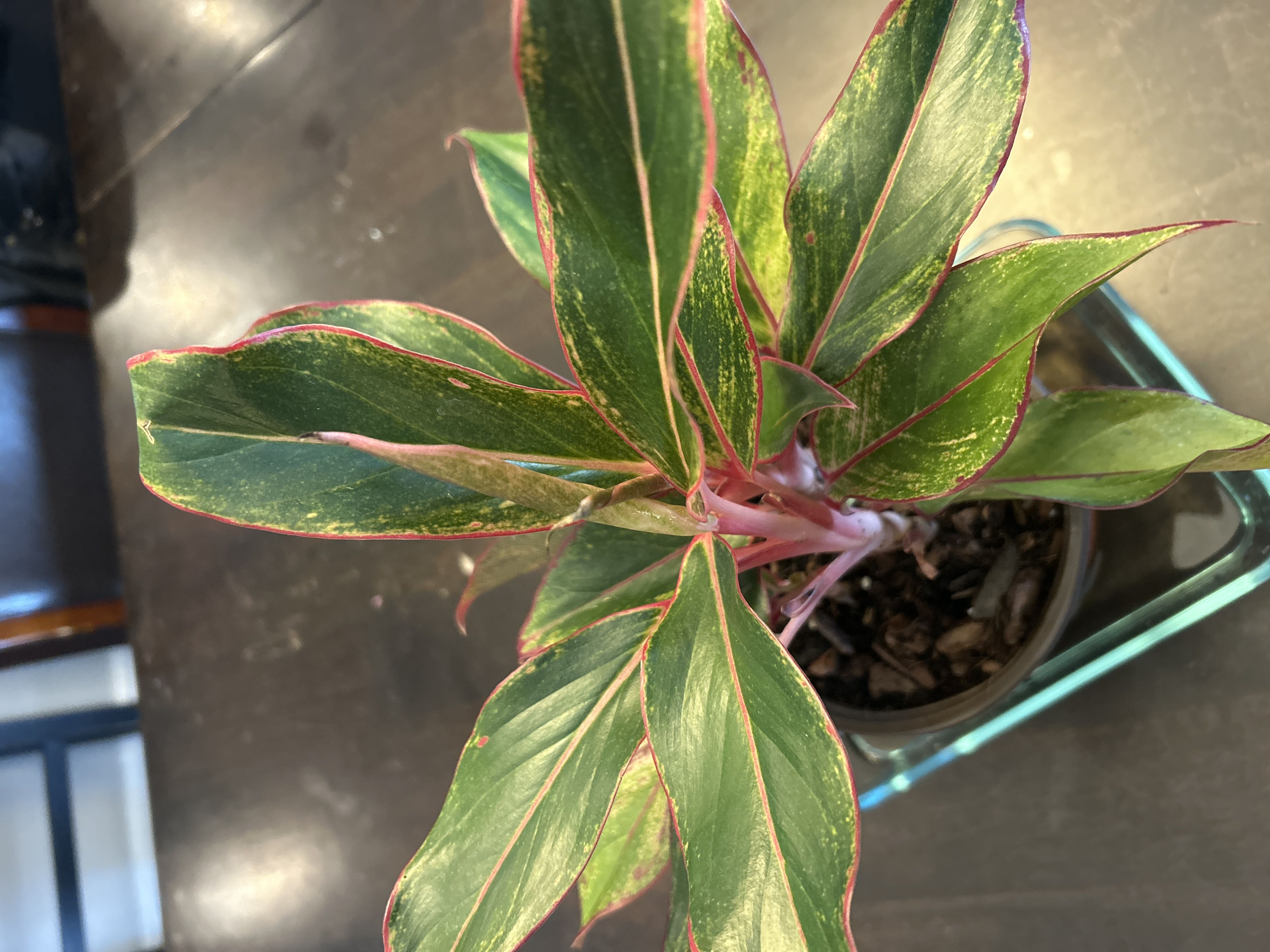 How to Care for Red Siam Aurora Aglaonema: Mastering Water, Sunlight & More
