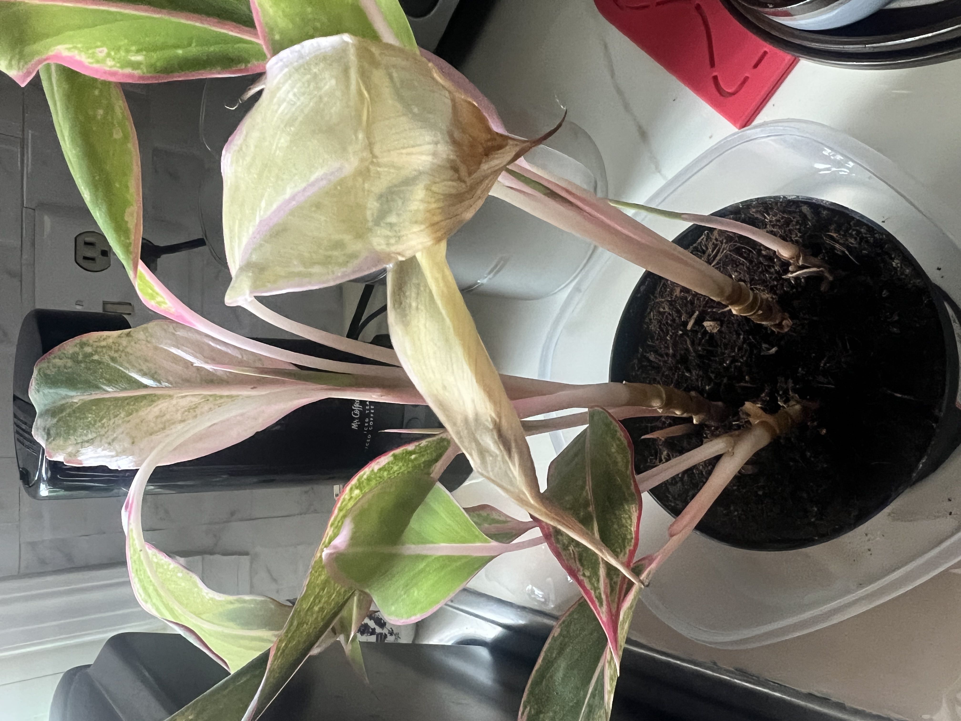 Red Siam Aurora Aglaonema: How Much Water & Light Does it Need to Thrive?