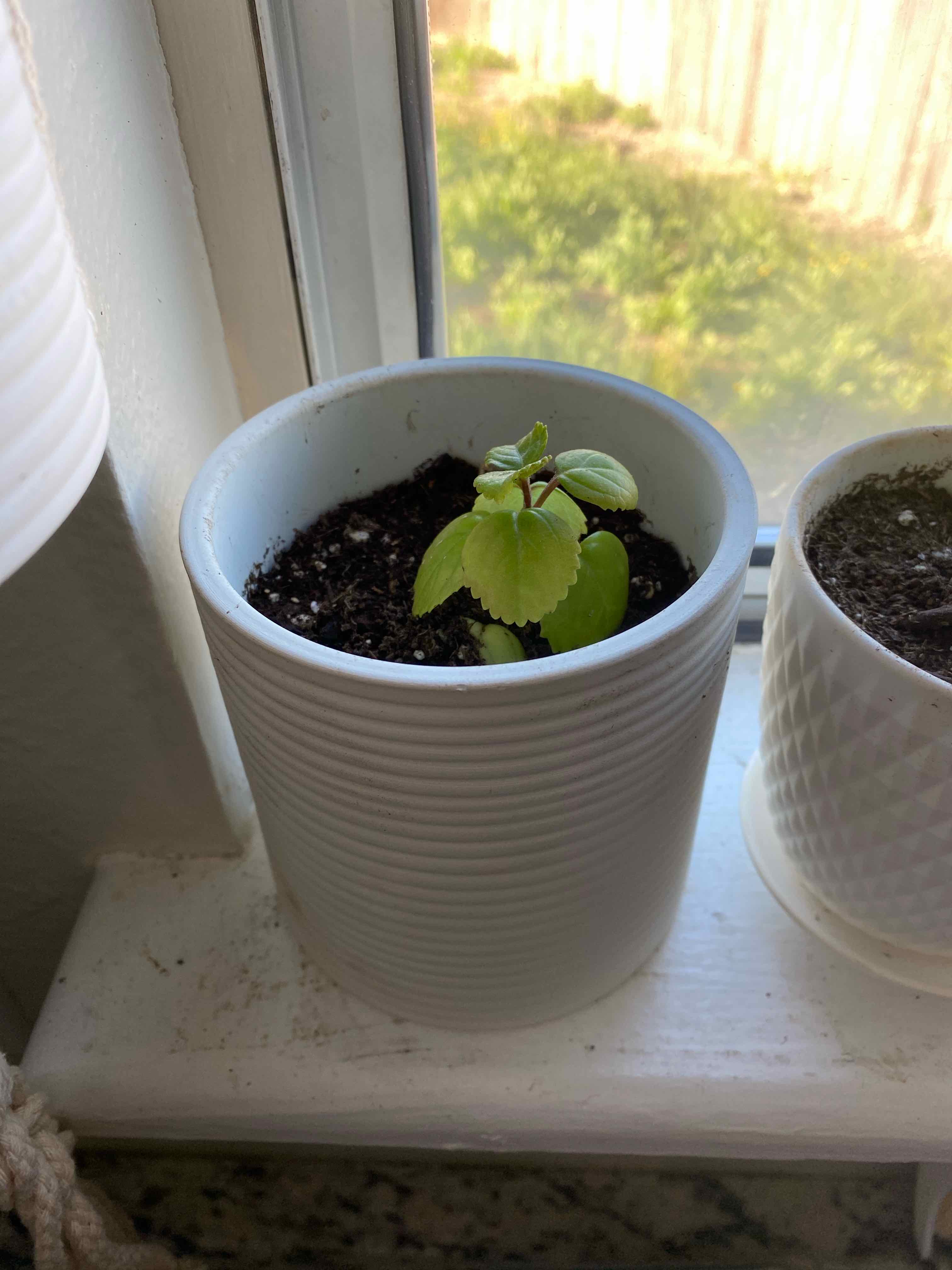 10 Advantages of Having a Creeping Charlie