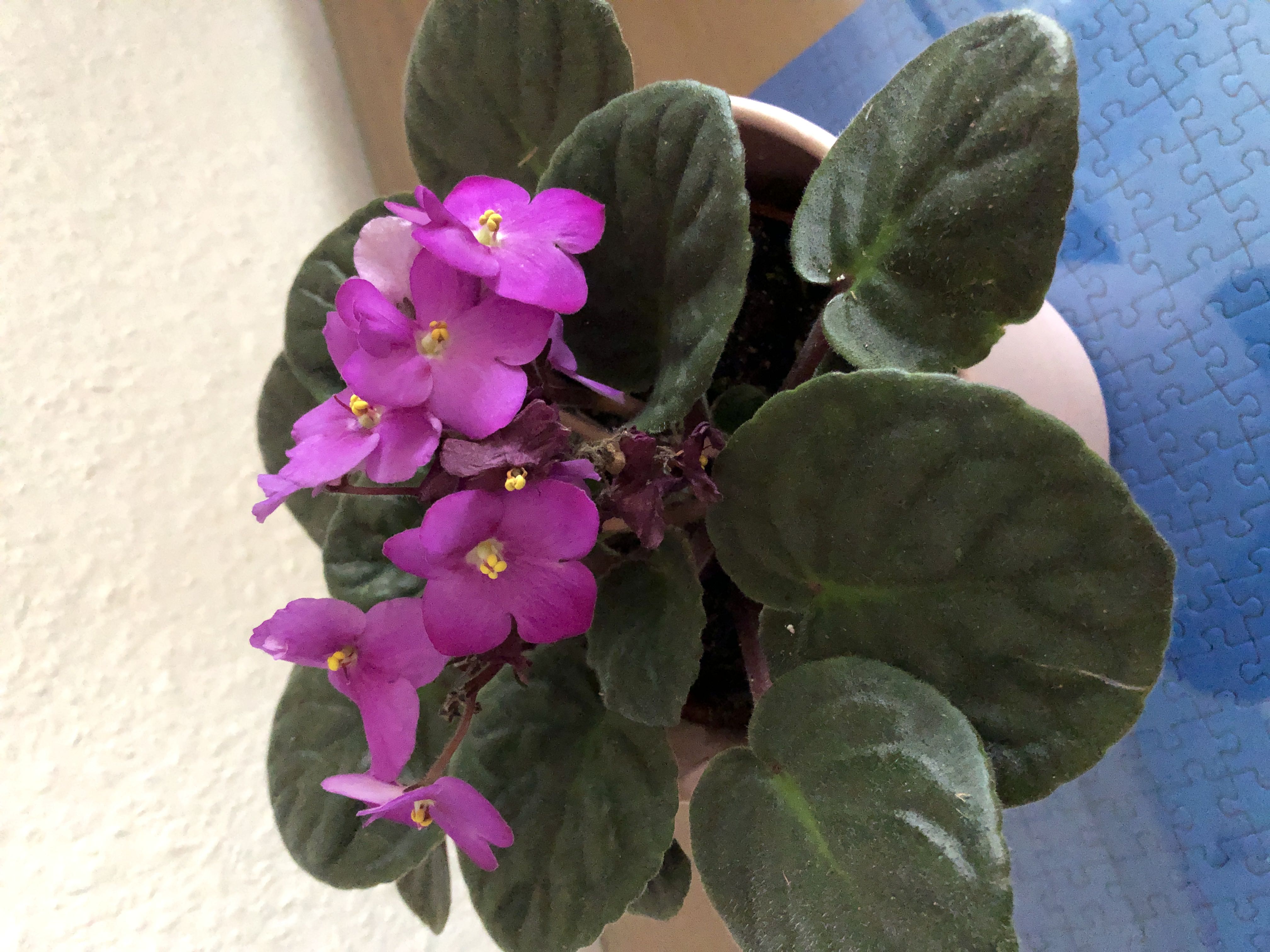 Keep Your Streptocarpus 'Pretty Turtle' Alive: Light, Water & Care ...