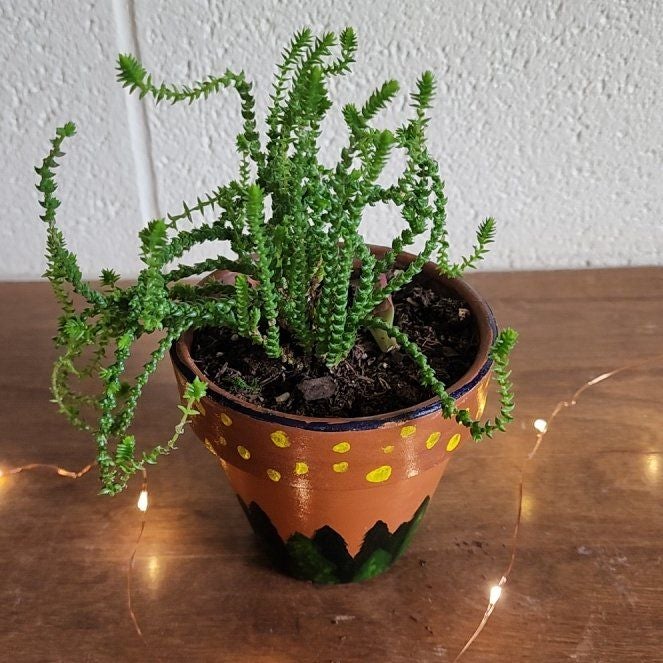 🌡 What Is A Good Temperature Range For My Rattail Crassula?