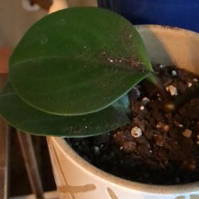 How to Care for Variegated Spoonleaf Peperomia: Mastering Water ...