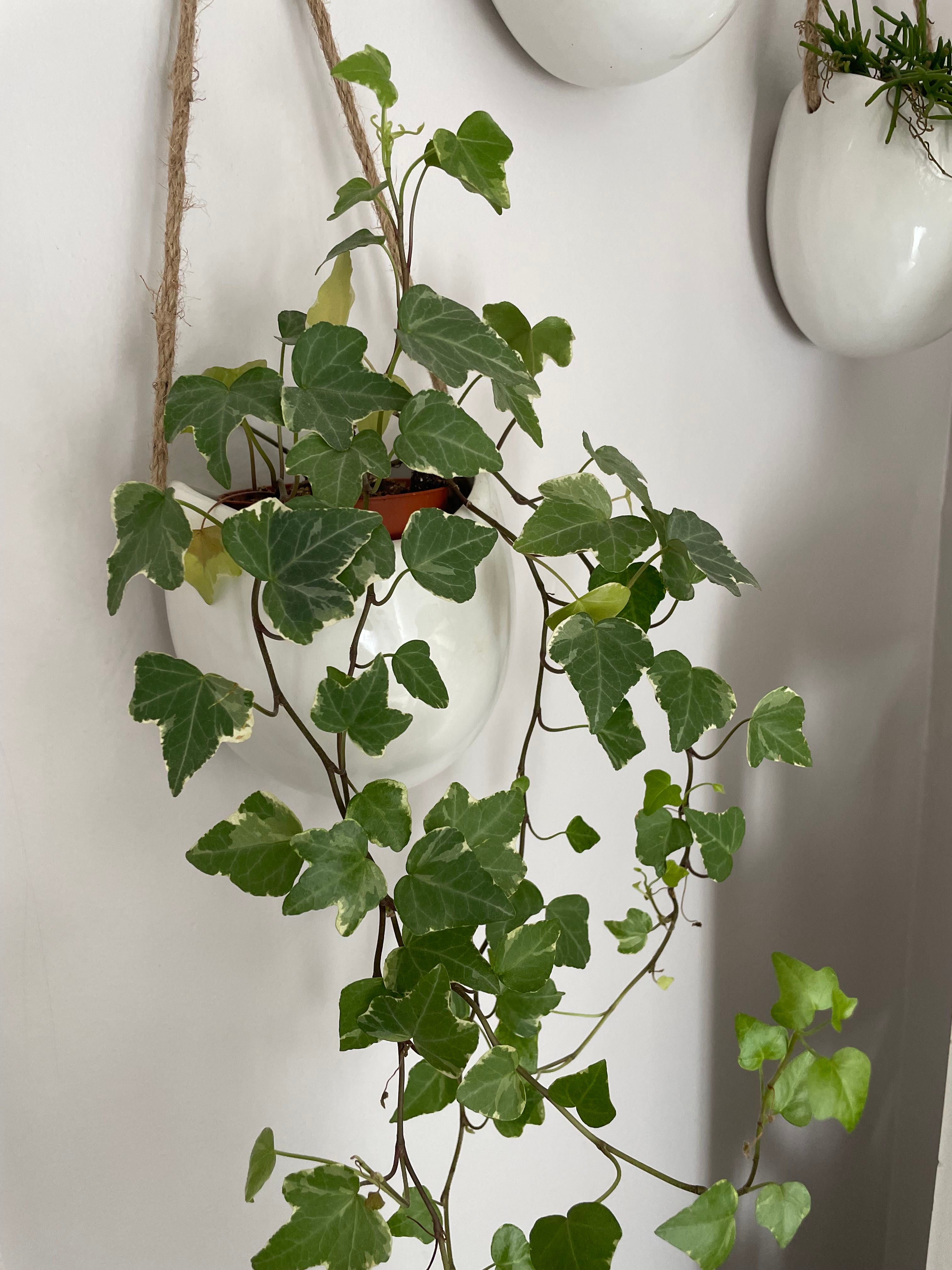 Keep Your Spearpoint Ivy Alive: Light, Water & Care Instructions