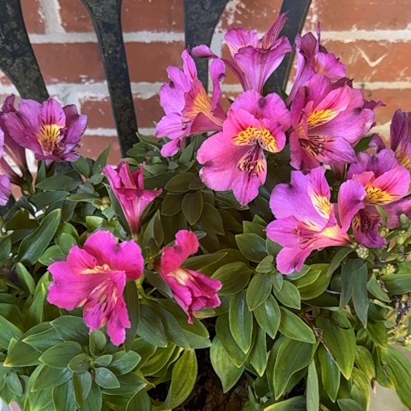 What Temperature Should My Peruvian-Lily Be Kept At?