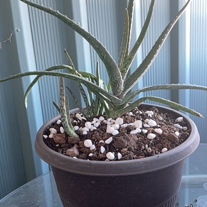 Chuchaa | A plant by @DollAgave on Greg