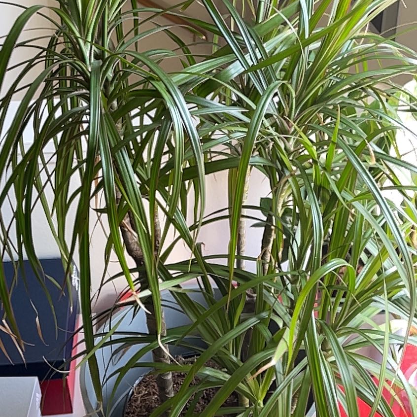 Marley | A plant by @PetiteGarlic on Greg