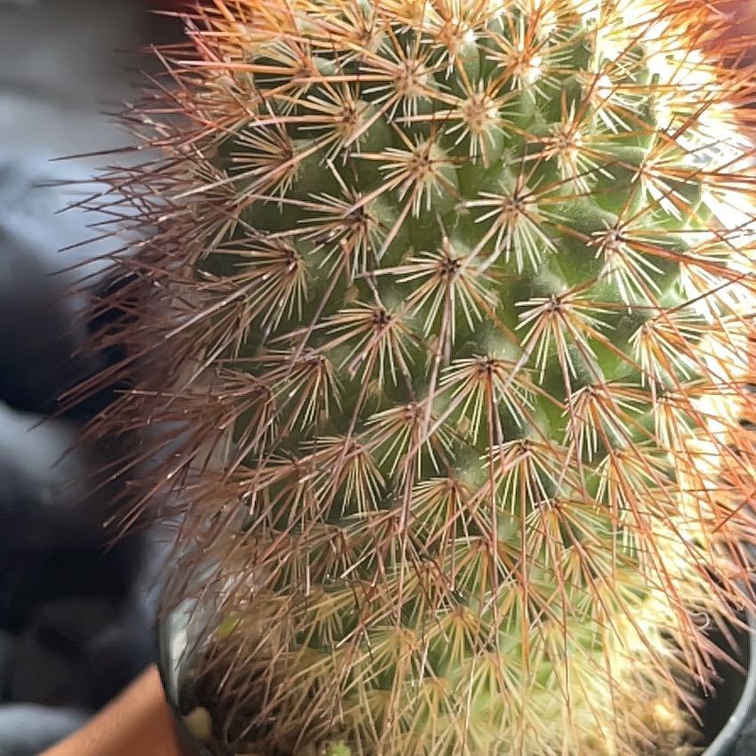 Captain Plant-it | A plant by @MentorGinger on Greg