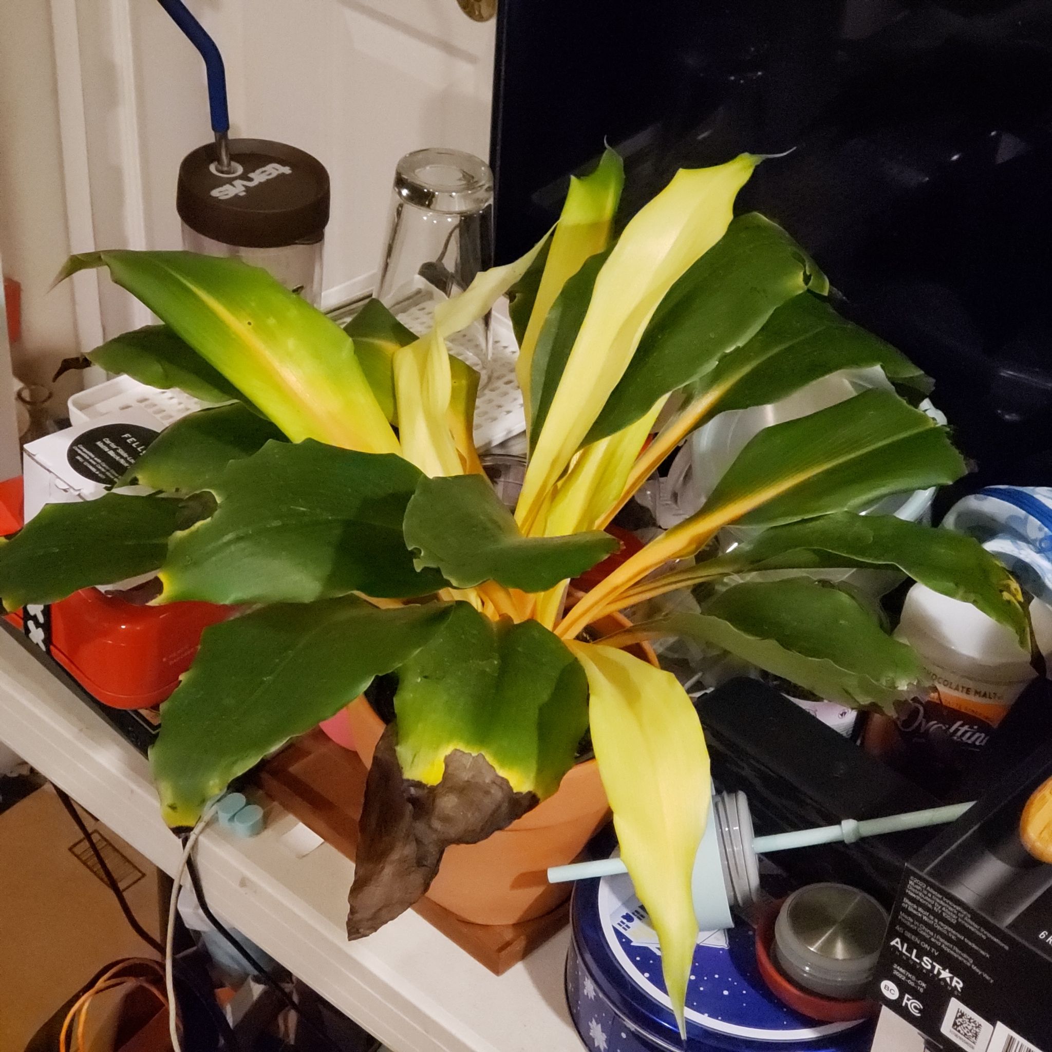Propagating Mandarin Plant: Step-by-Step Guide