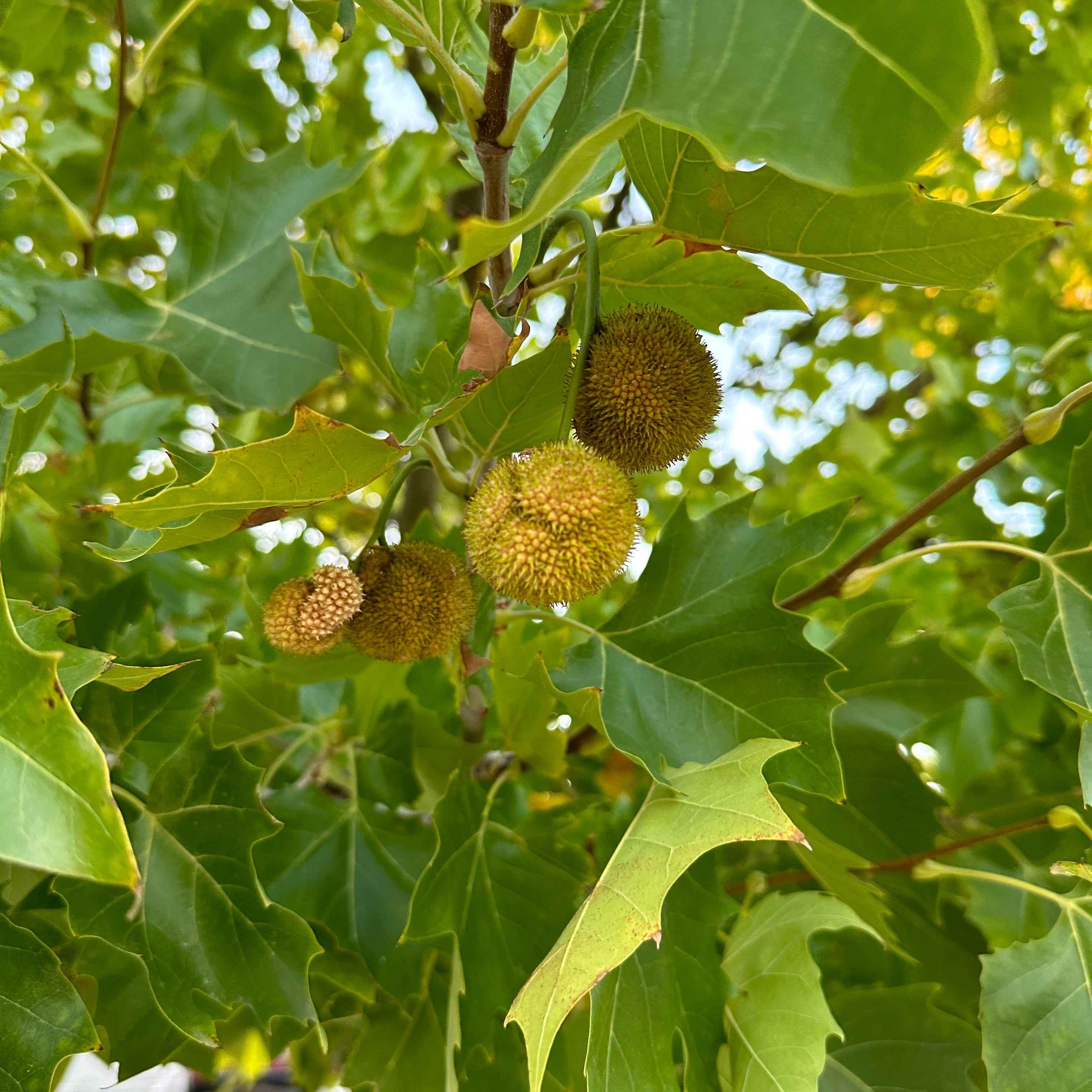 Why Are My American Sycamore Leaves Dropping?