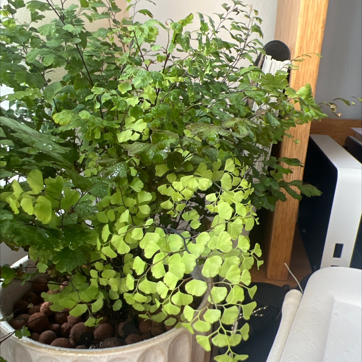 How To Fertilize Your Maidenhair Fern