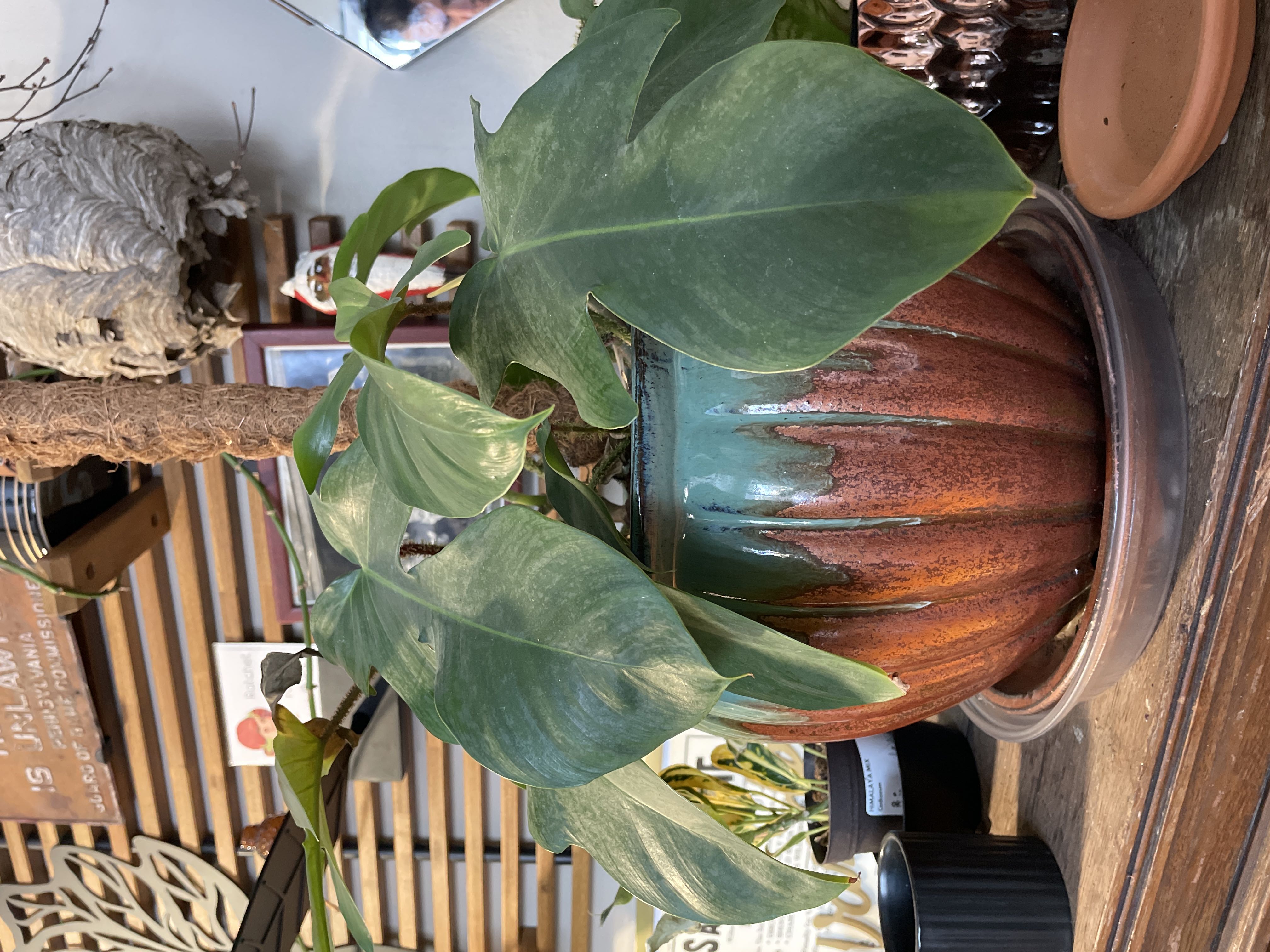 My hairy Philo's newest two leaves have turned brown and ...