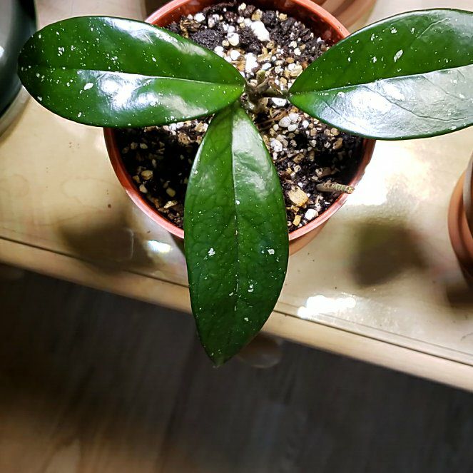 Marley | A plant by @KnightAsarina on Greg