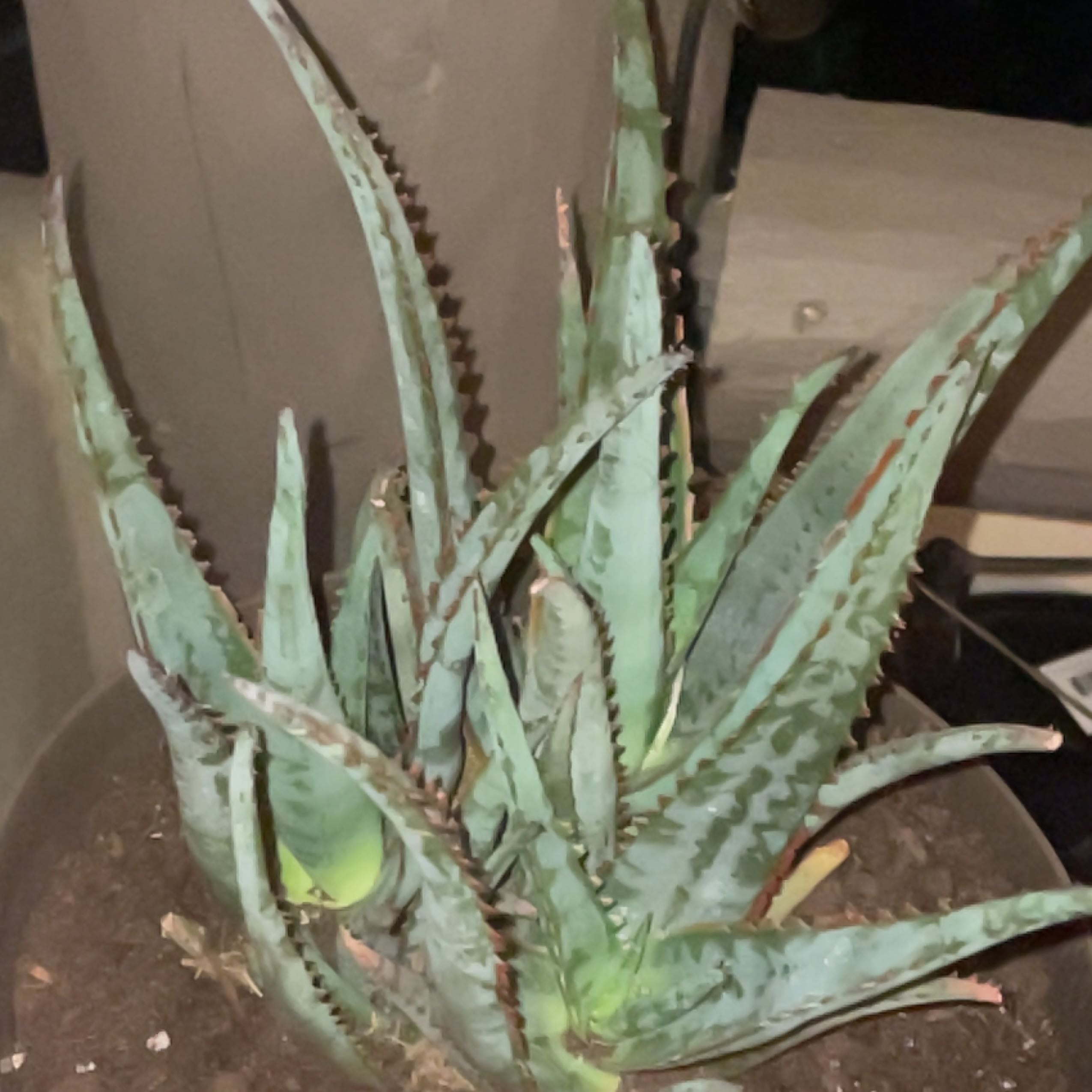Personalized Aloe divaricata 'Diablo' Care: Water, Light, Nutrients ...