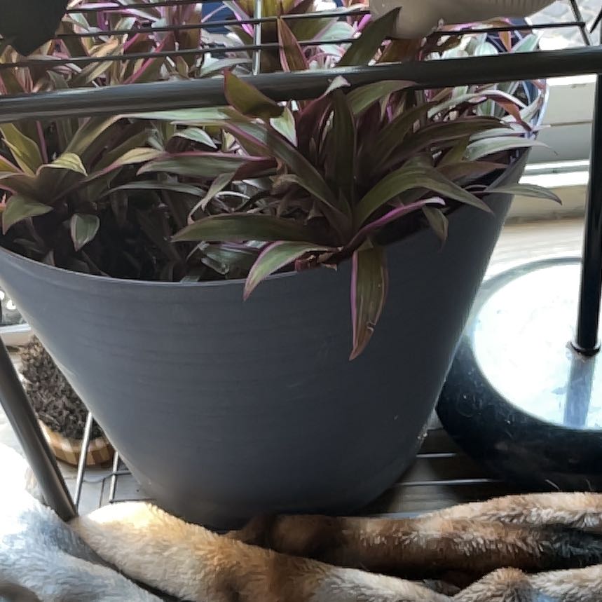 Captain Plant-it | A plant by @HoorayOrchids on Greg