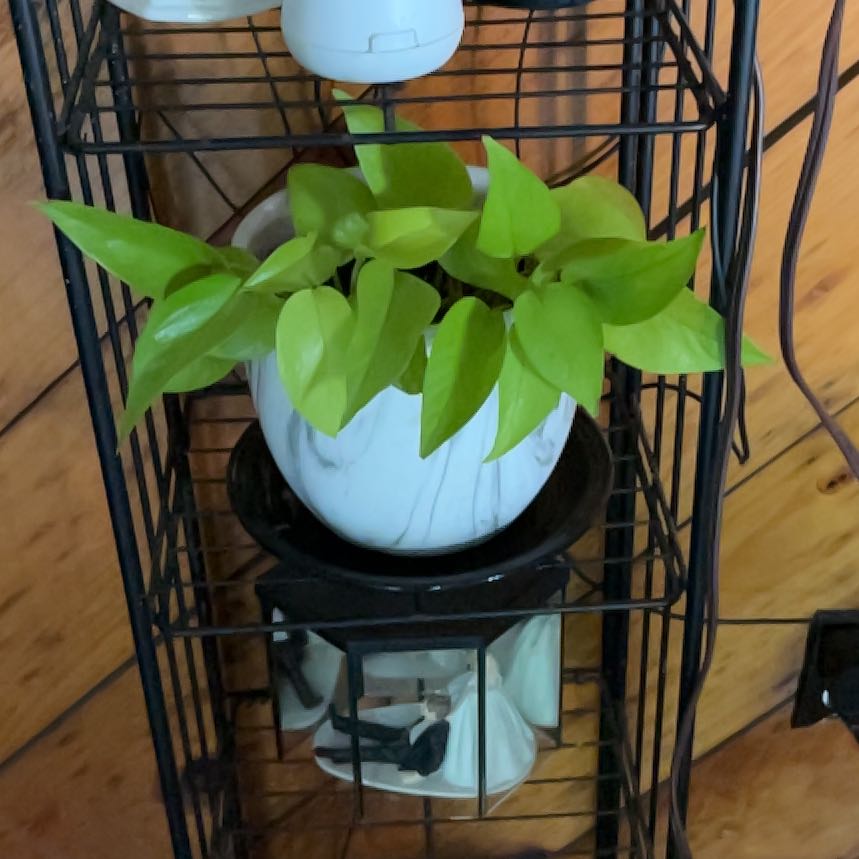 Keanu Leaves | A plant by @HoorayOrchids on Greg