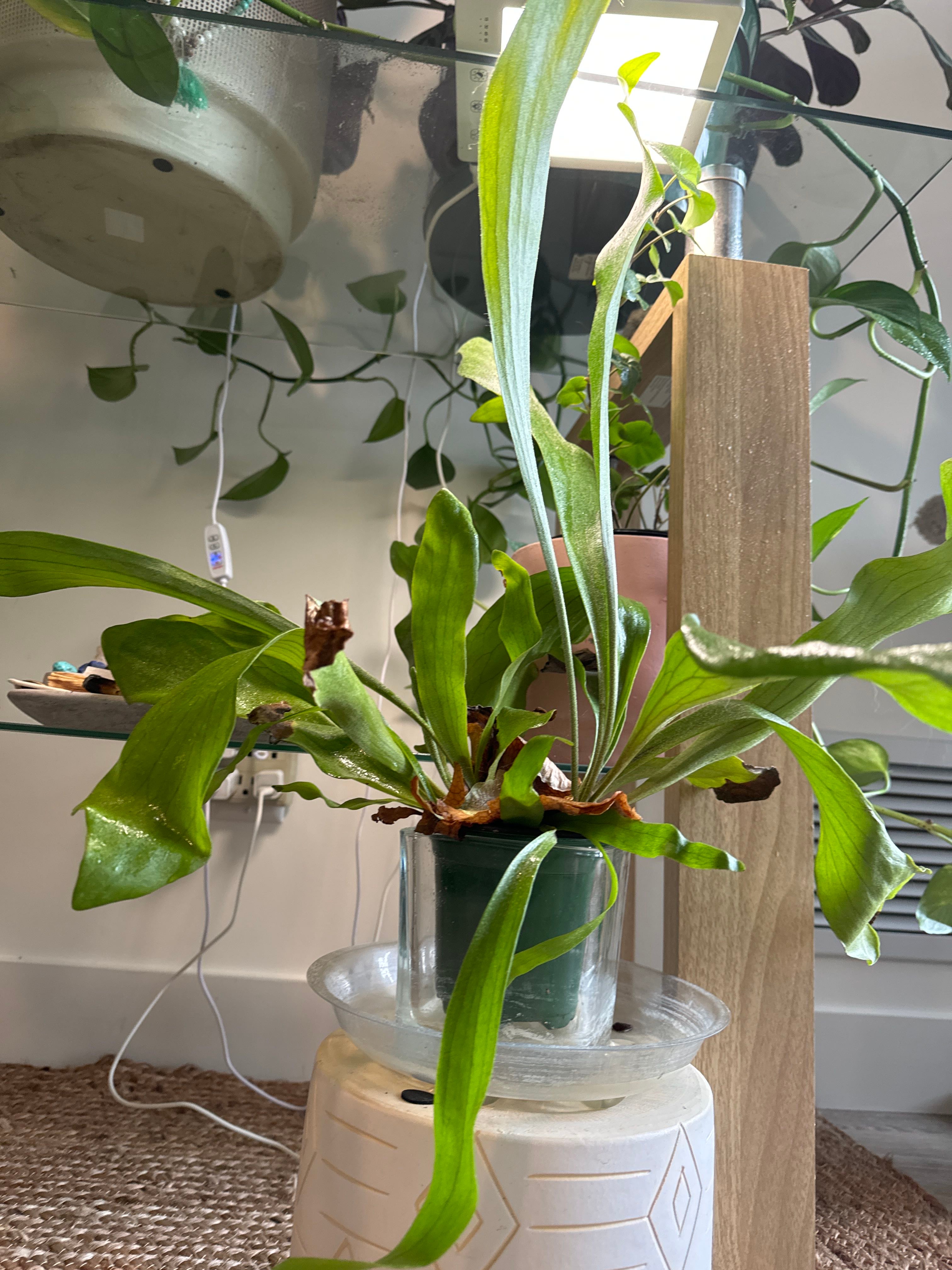 Propagating Staghorn Fern: The Ultimate Guide