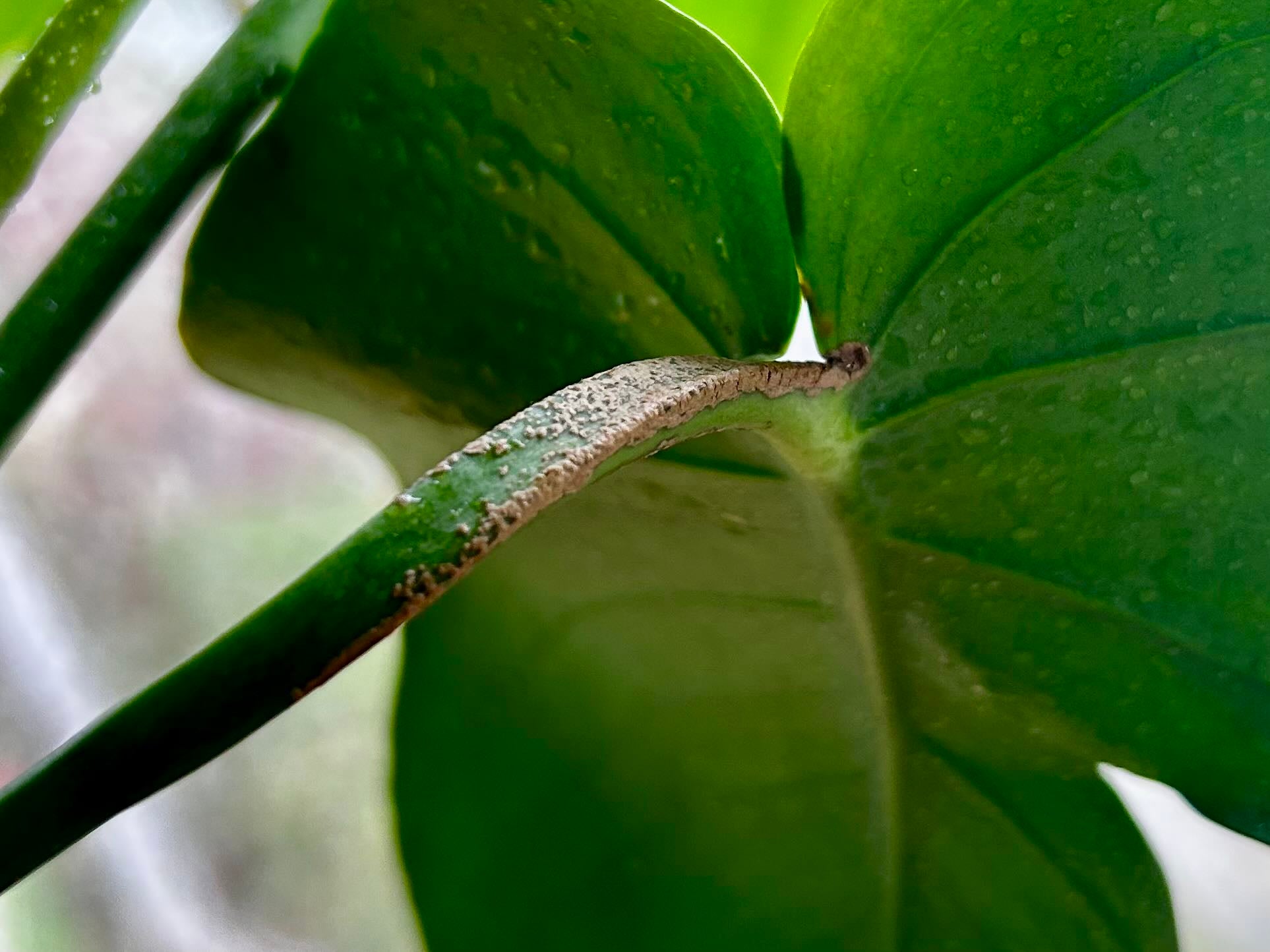 The Complete Monstera obliqua var. expilata Plant Care Guide: Water ...