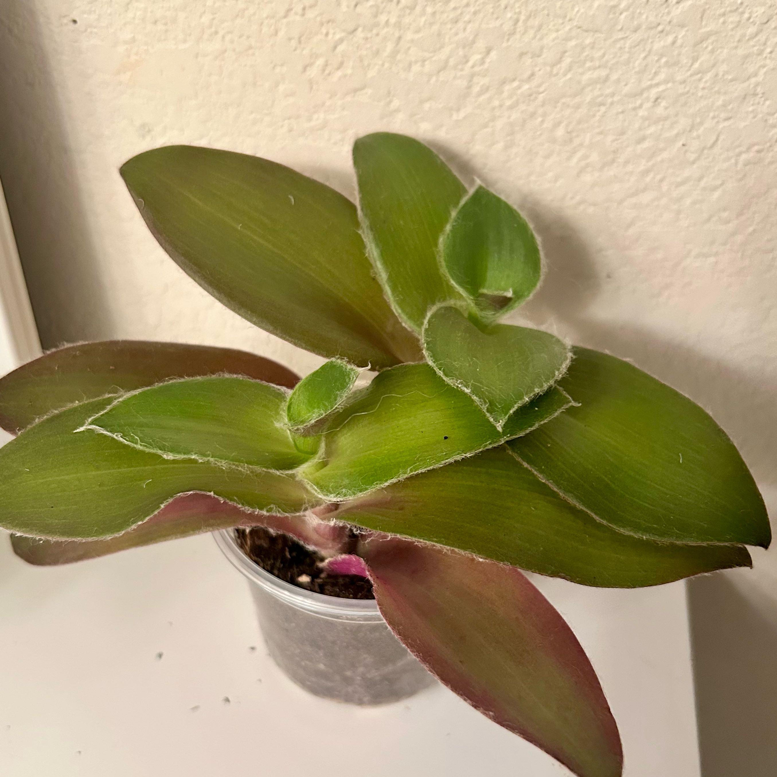 Pale Puma Plant Care: Water, Light, Nutrients | Greg App 🌱