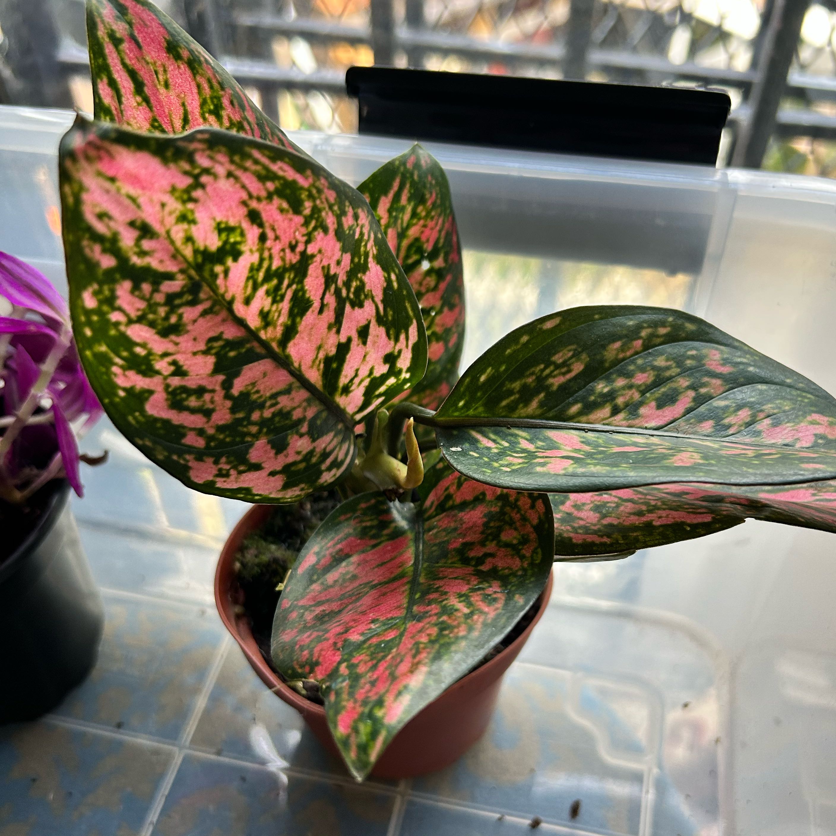 Aglaonema 'Ruby' Plant Care: Water, Light, Nutrients | Greg App 🌱