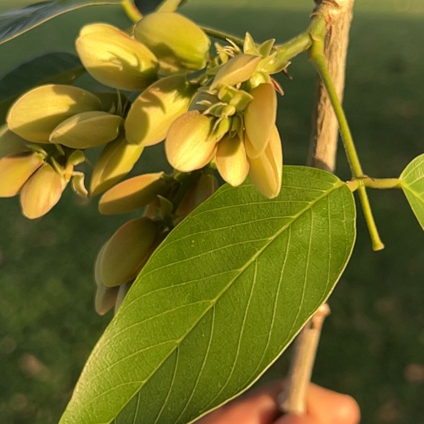 Why Are There Brown Spots on My Sicklepod Leaves?