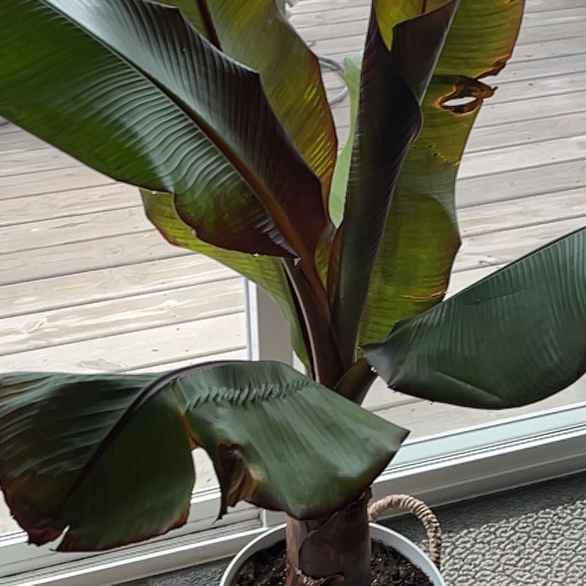 Athena | A plant by @StatelyOakfern on Greg