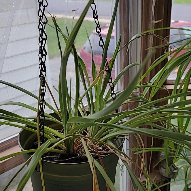 Plato | A plant by @SuperblyAgboy on Greg