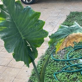 Gregarious | A plant by @ManagerialAnise on Greg