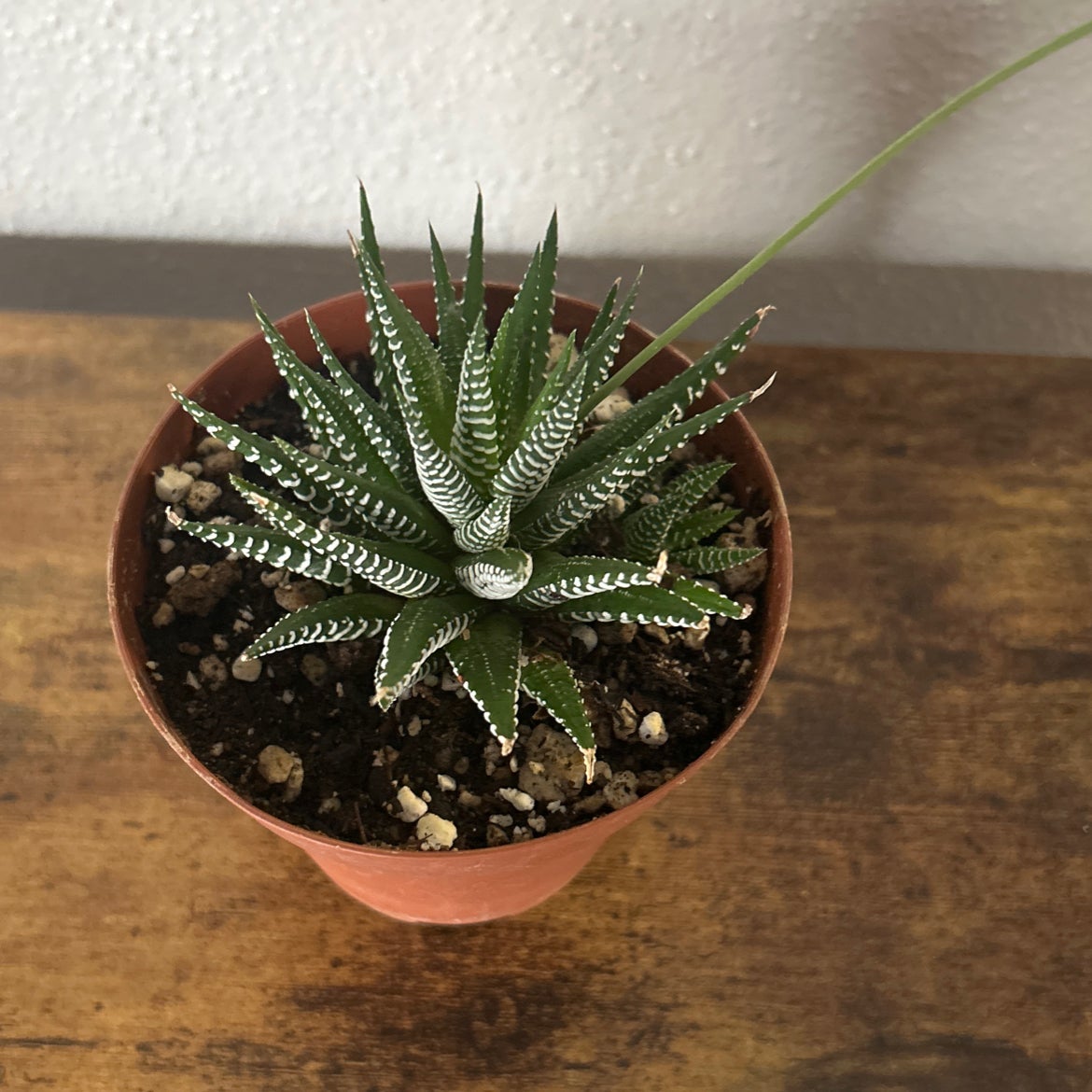 Vegeta | A plant by @DiverseAgboy on Greg