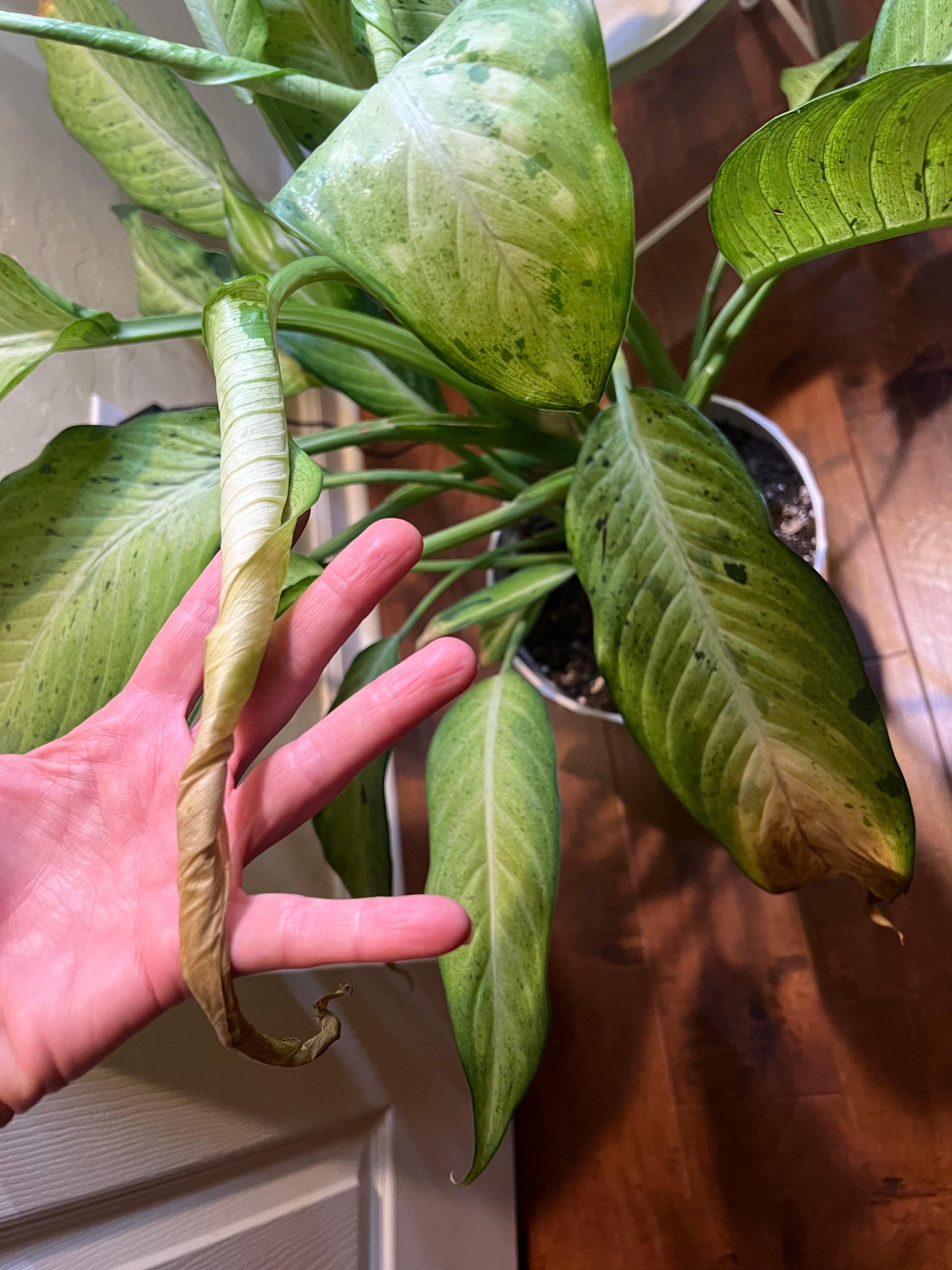 Sage | A plant by @LucidPothos on Greg