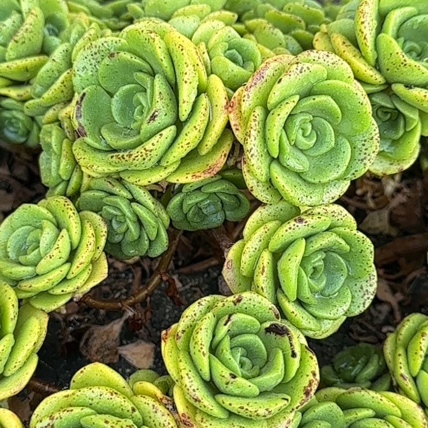 Symbolism and Benefits of the Water Lettuce
