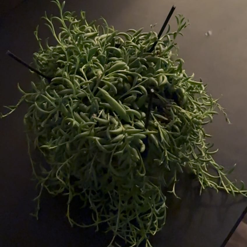 Curious george | A plant by @SucculentMystax on Greg