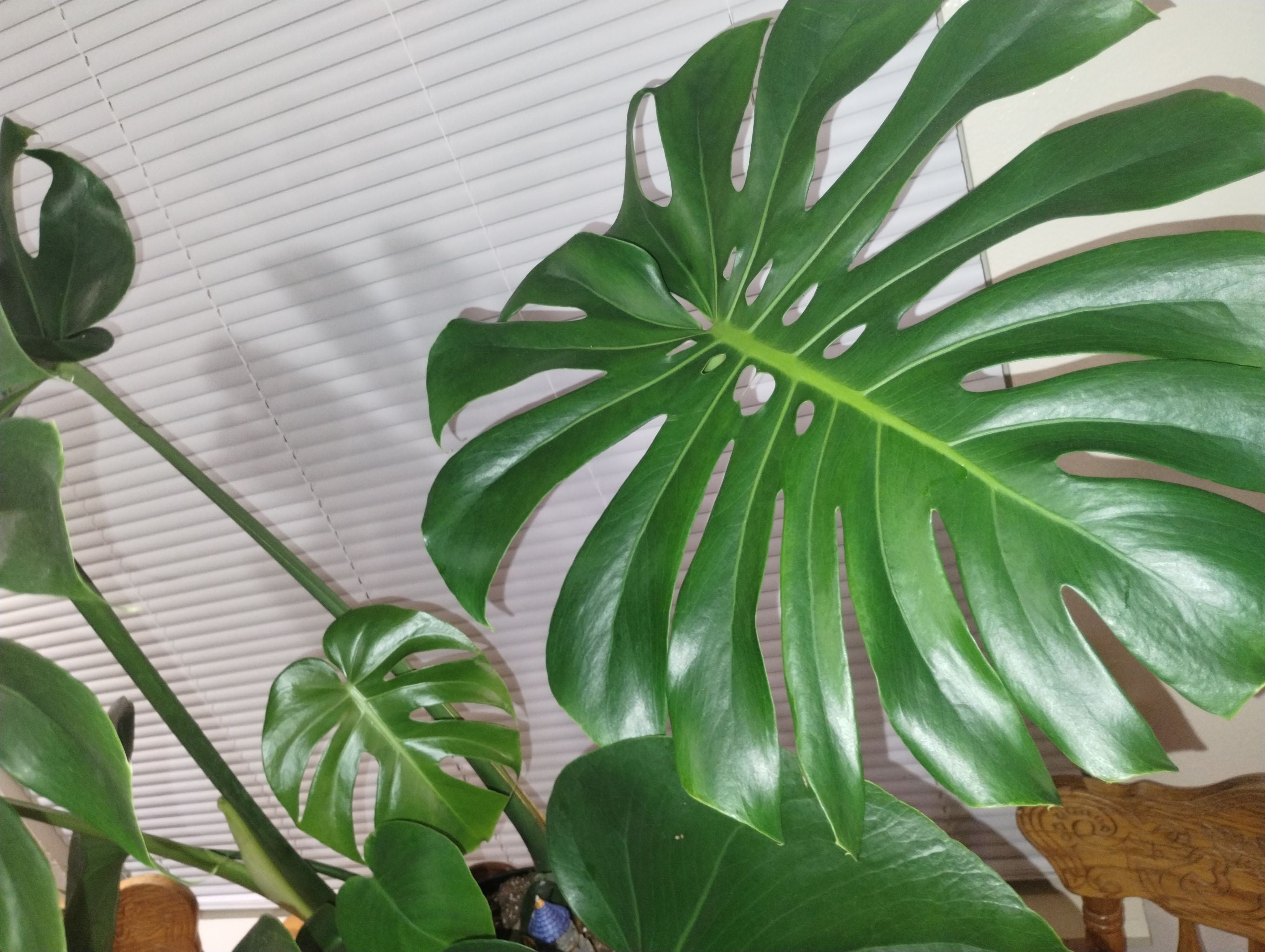 Brown Spots On Variegated Monstera Pinnatipartita Leaves