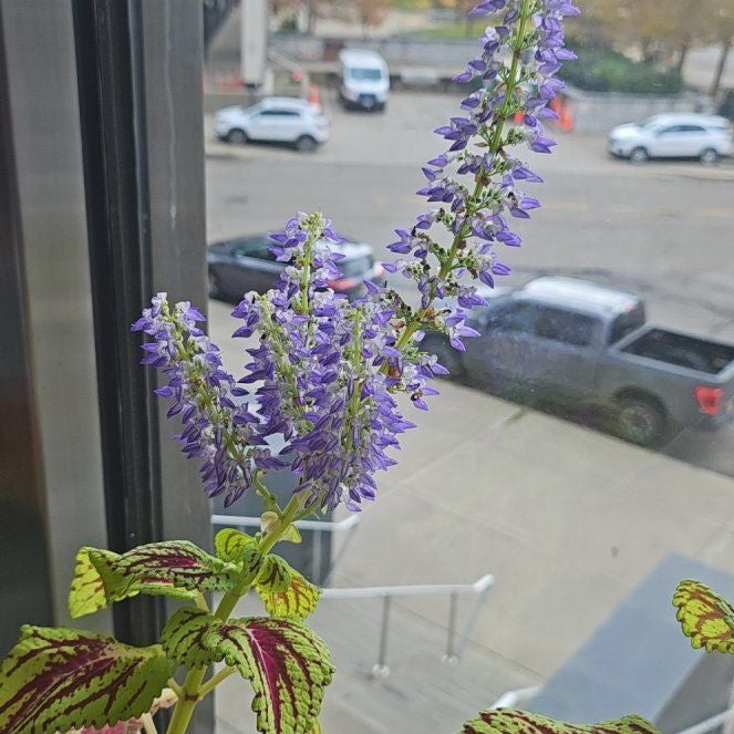 Coleus Flowers 🌺