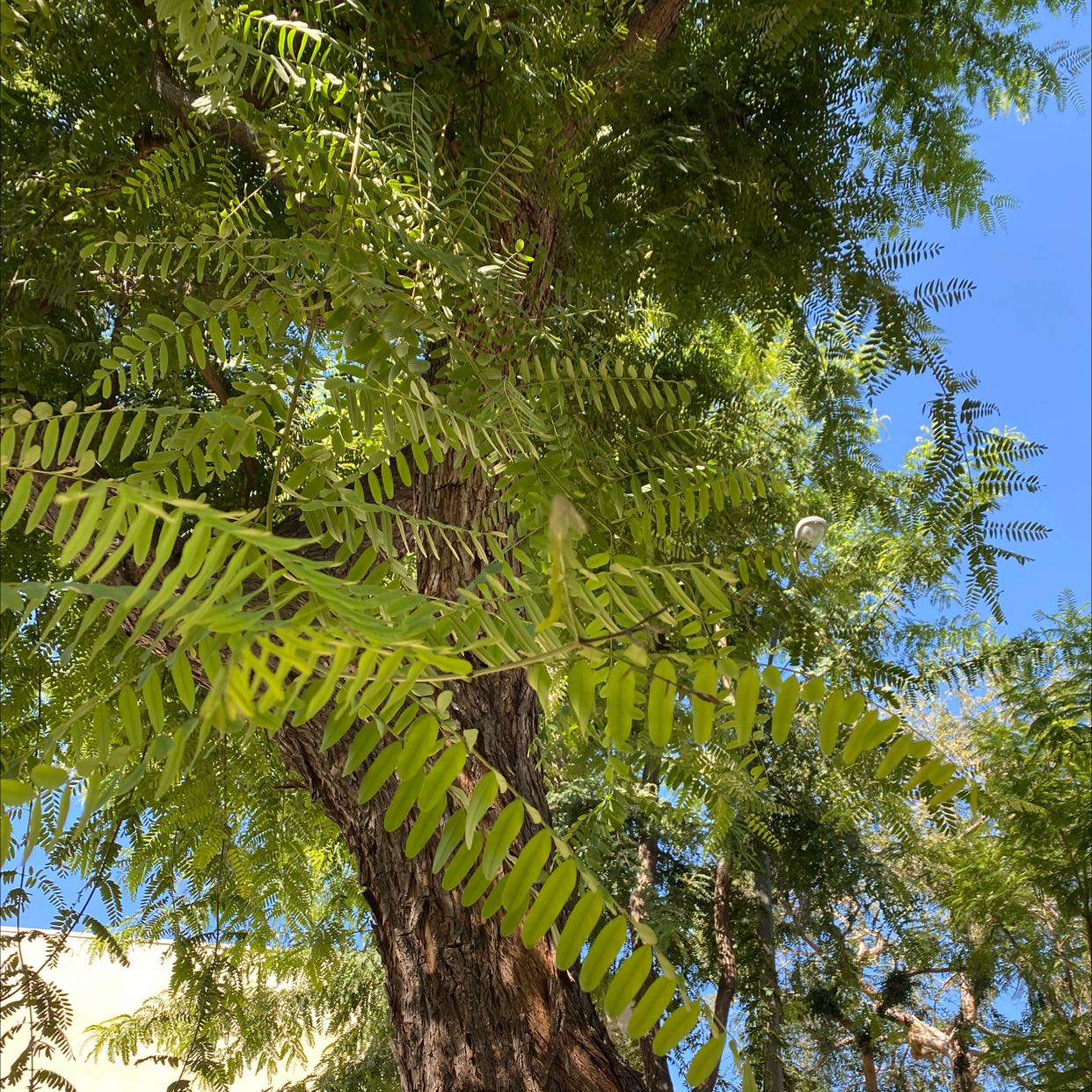 🍯 What Does It Mean When Honey Locust Blooms?