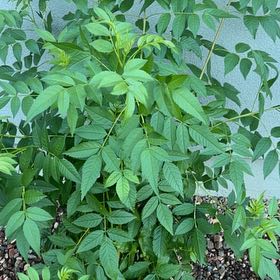 Desert Ash: How Much Water & Light Does it Need to Thrive?