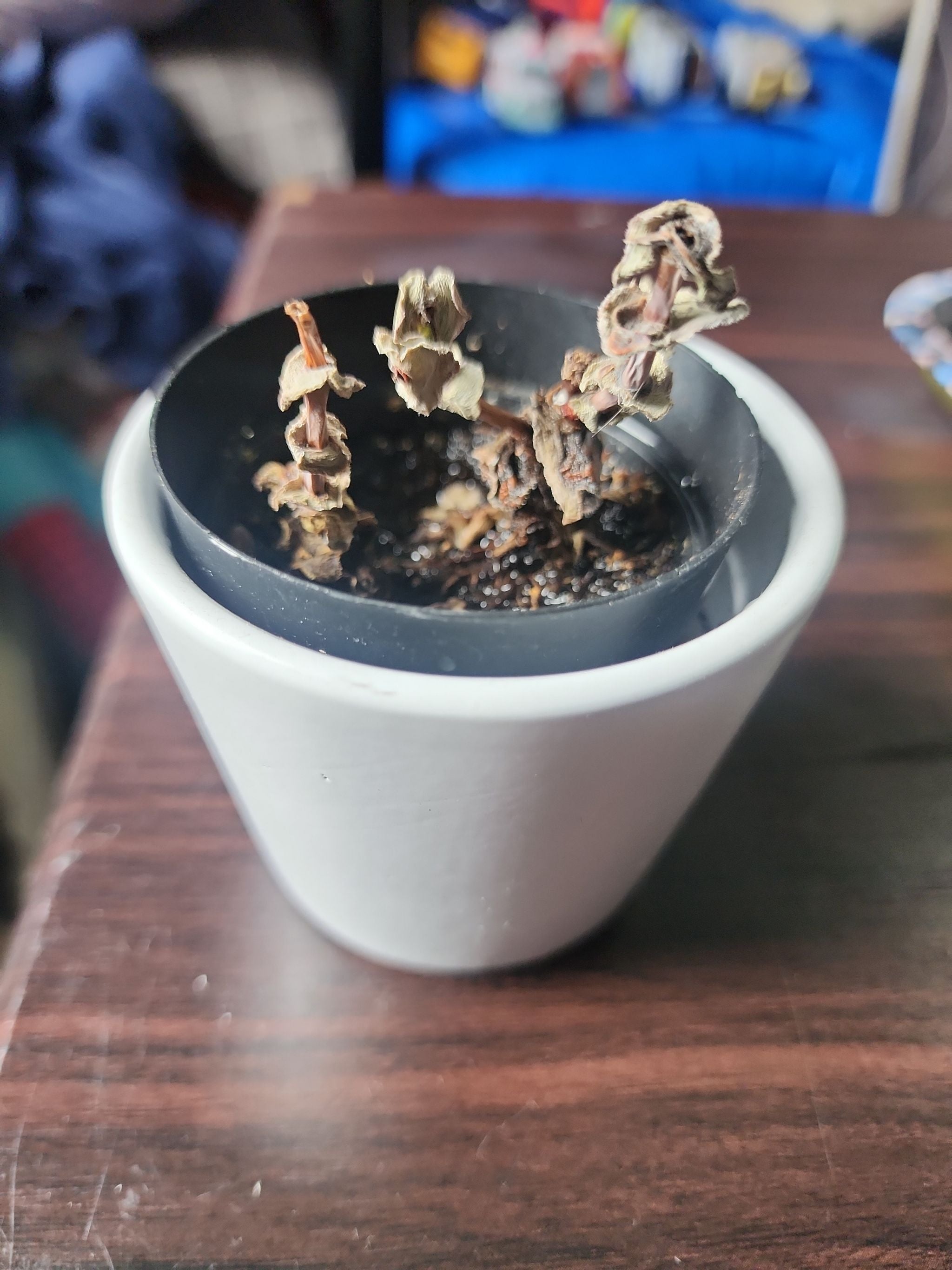 crassula bleeding heart Plant Care: Water, Light, Nutrients | Greg App 🌱