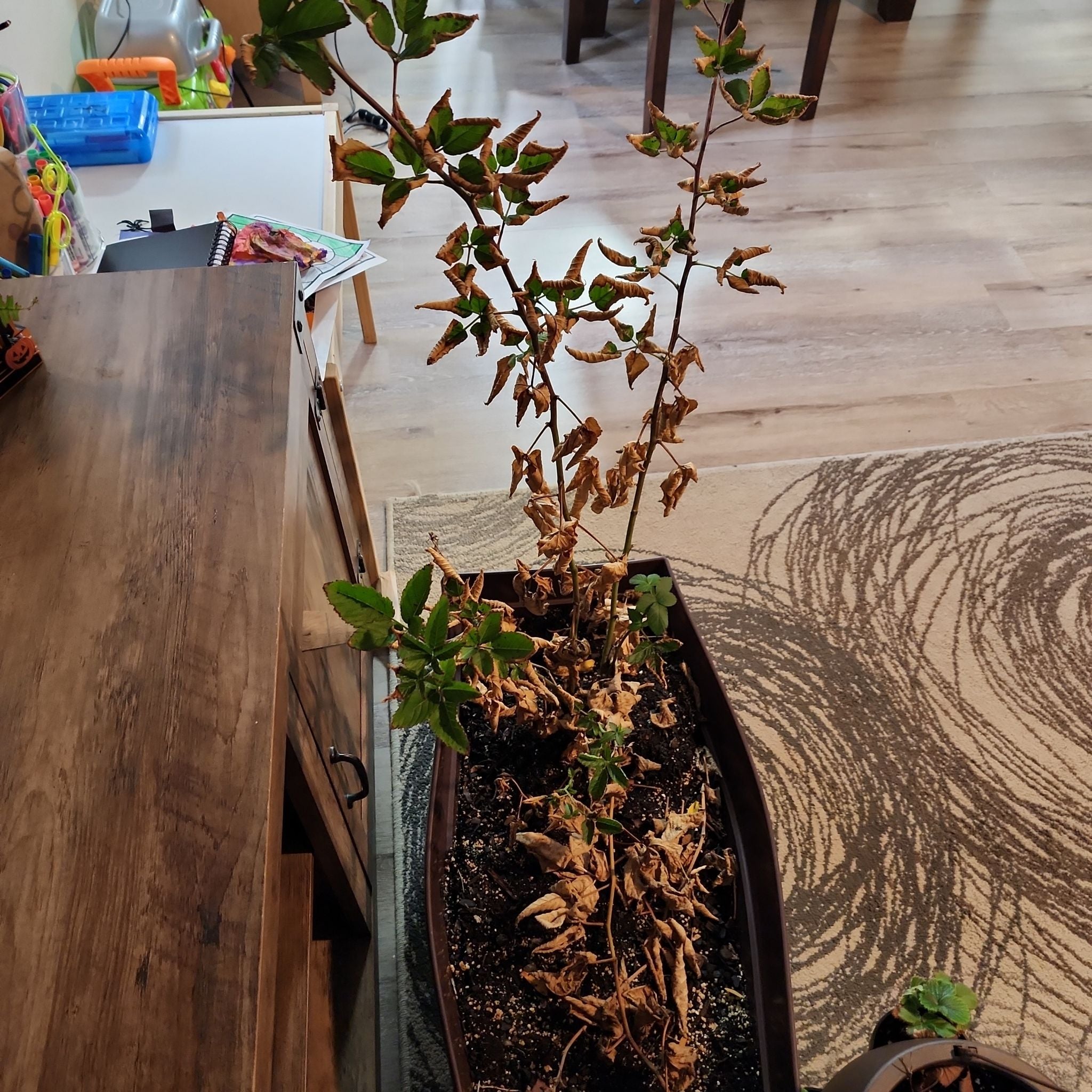 🐛 What To Do About Bugs on My Blackberry?